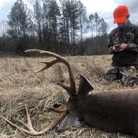 Free Range Deer Hunting Willow Oak