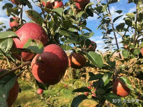 各地的苹果大概什么时候成熟？ 知乎