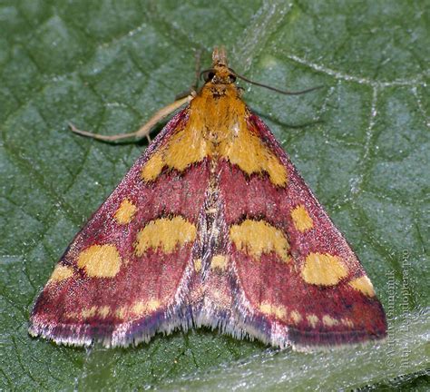 Photo 8944 Pyrausta Purpuralis