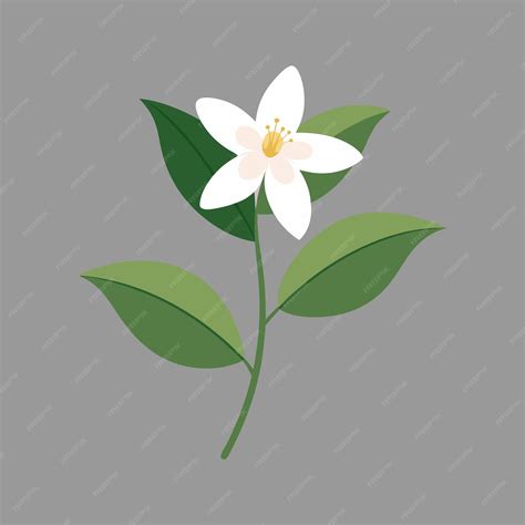 Premium Vector Jasmine Vector Art Illustration Colorful Flower