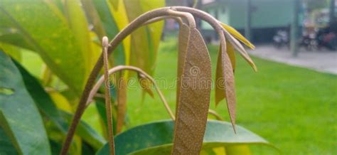 Photo Of Wilted Leaf Shoots In The Afternoon Stock Image Image Of