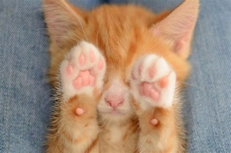 Please Enjoy These 20 Perfectly Pink Photos Of Kitty Toe Beans Cuteness