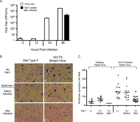 Galectin 1 Can Have Opposing Effects On Nipah Virus Production And