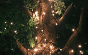 Stunning Outdoor Tree Lighting Ideas For Different Types Of Trees LightingSavvy
