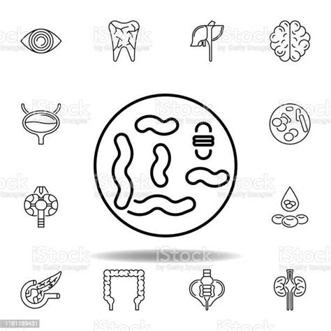 一套人體器官微器官概圖圖示標誌和符號可用於 Web徽標移動應用uiux向量圖形及更多人圖片 人 人類內臟 人體 Istock