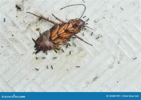 A Dead Cockroach On The Floor Stock Vector Illustration Of Abdomen