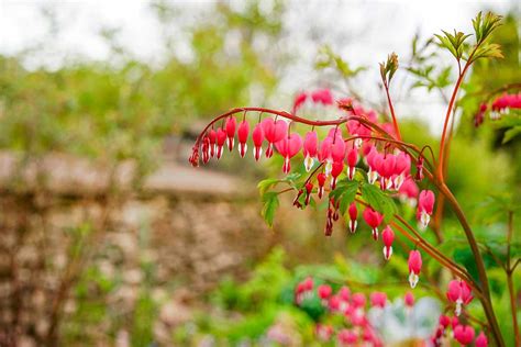 Bleeding Heart Growing Guides Tips And Information