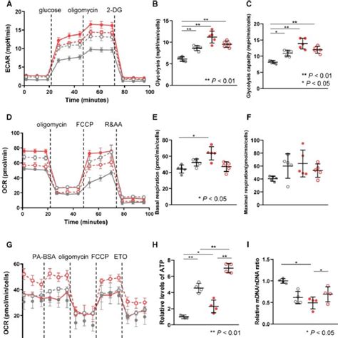 Mitochondrial Stat3 Driven Cpt1a Mediated Fao Via Usp50 A Cpt1a