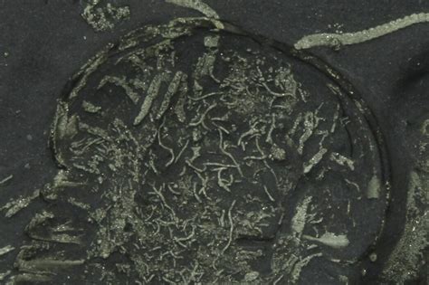 Pyritized Triarthrus With Eggs And Nematode Infestation 39187 For