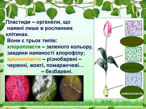 Лабораторне дослідження 1 Будова клітини листка елодеї презентация