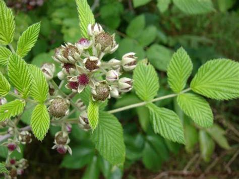 Mysore Raspberry Facts Health Benefits And Nutritional Value