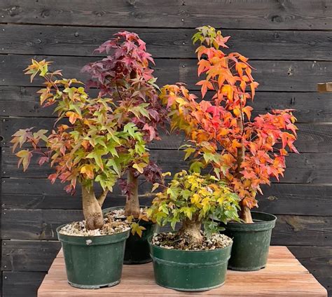 Trident Maple Bonsai Acer Buergerianum Pro Tips