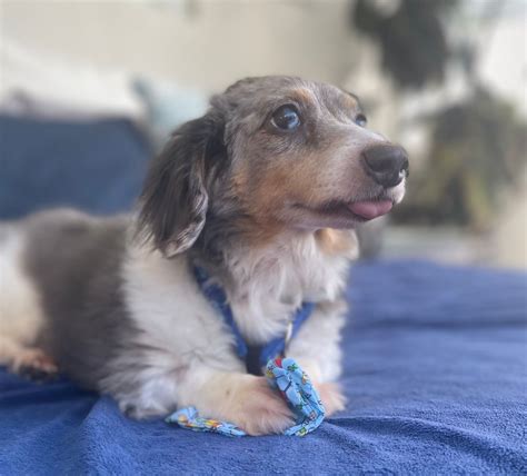 Dog For Adoption Oliver A Dachshund In Hypoluxo Fl Alpha Paw