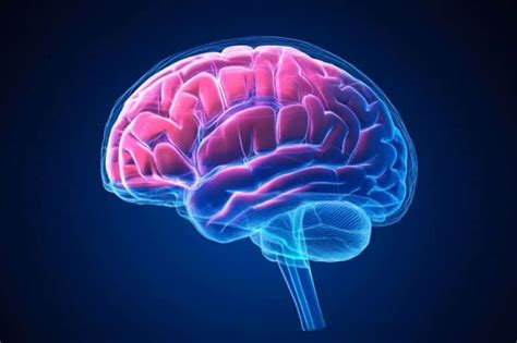 Cerebellum Plays Key Role In Social And Cognitive Abilities