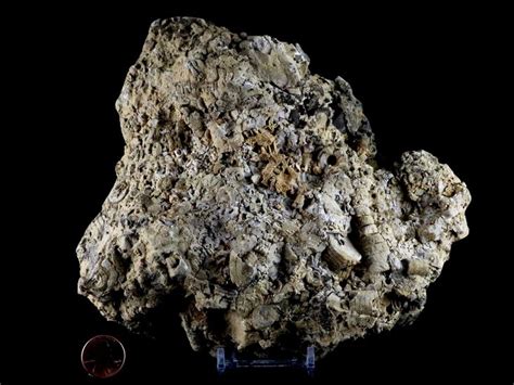 Xl 7 5 Quality Crinoid Stems Echinoderm Fossil Plate Matrix Sea Lilly