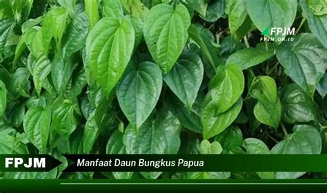 Temukan 6 Manfaat Daun Bungkus Papua yang Wajib Kamu Intip - Discover NEWS