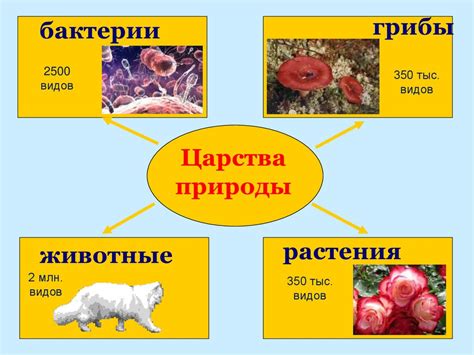 Принципы современной классификации живых организмов Online Presentation