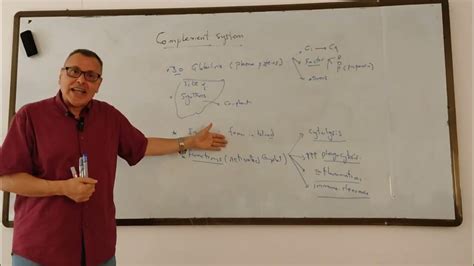 Complement System Youtube