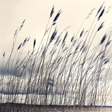 Premium Photo Grass Growing By Lake Against Sky