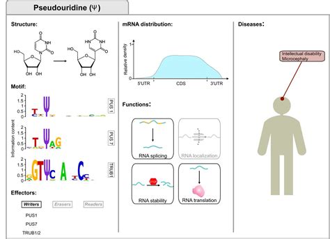 A Mark Of Disease How Mrna Modifications Shape Genetic And Acquired