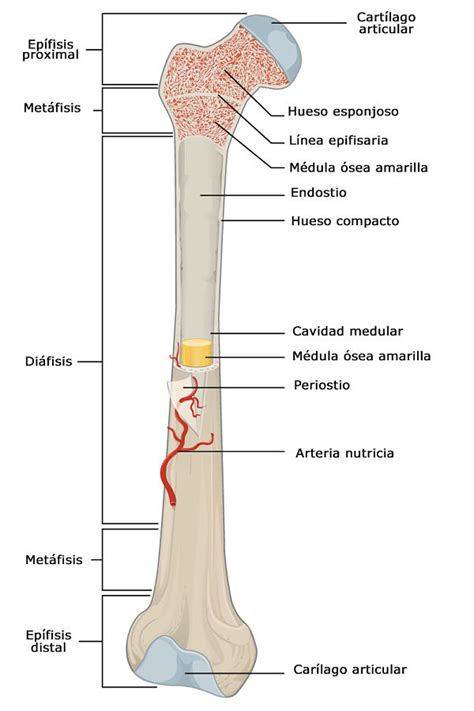 Metáfisis Descripción Histología Funciones Lesiones