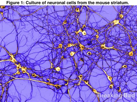 Molecular Dependence Switch Breaking Bad Your Secure Darknet Marketplace