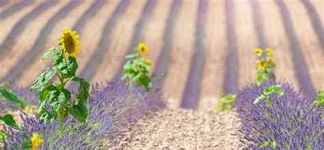 발렌솔 프로방스 프랑스에서 피는 해바라기와 라벤더 화려한 파노라마 해바라기에 초점 0명에 대한 스톡 사진 및 기타 이미지 0명 경관 고원 Istock