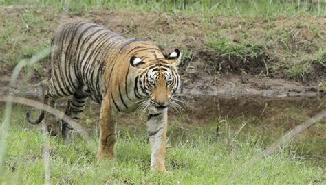 So Far 100 Tigers Died In India In 2016 भारत में 2016 में अब तक 100