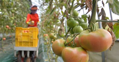 토마토 일본 수출 농가 방충망 설치 필수토마토뿔나방 방지