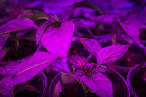 How To Use Led Grow Lights Tips For Keeping Your Plants Warm Homes Guide