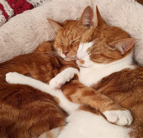 Adopting A Rescue Cat Dogzone Australia