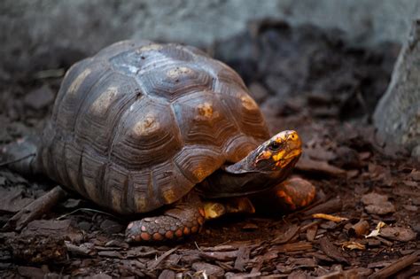 Turtle Free Stock Photo Public Domain Pictures