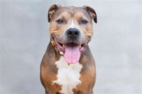 Cách Nuôi Và Huấn Luyện Chó Pitbull Khỏe Mạnh Không Hung Dữ
