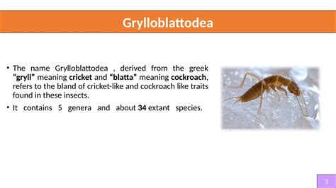 Grylloblattodeaorthoptera Phasmidapptx