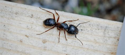 Carpenter Ants Versus Black Ants Abc Blog
