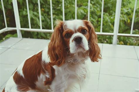 用可爱征服国王的 骑士”——查理士王小猎犬 知乎