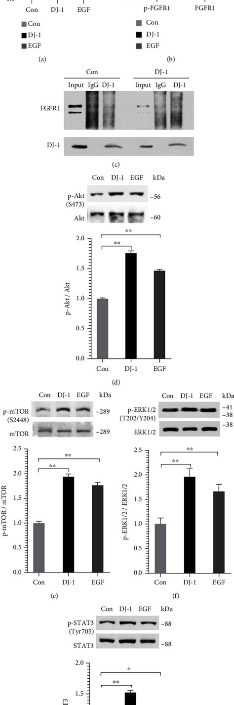 Dj 1fgfr 1 Signaling Pathway Contributes To Sorafenib Resistance In