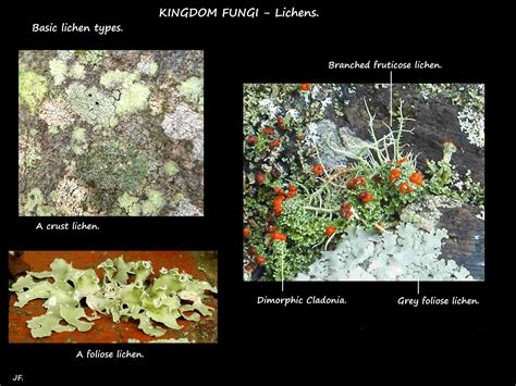 1d Lichen Growth Forms Botany Brisbane