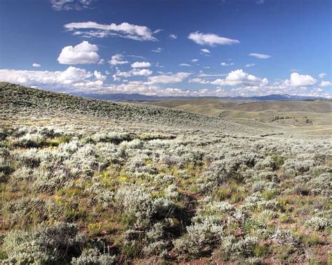 Gunnison Sage Grouse Are On The Brink Audubon Rockies