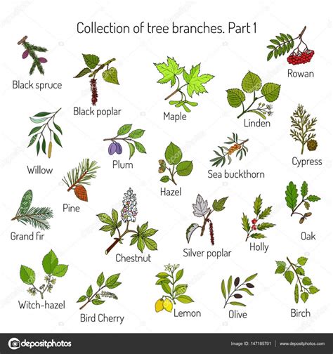 Set Of Different Tree Branches — Stock Vector © Foxyliam 147185701