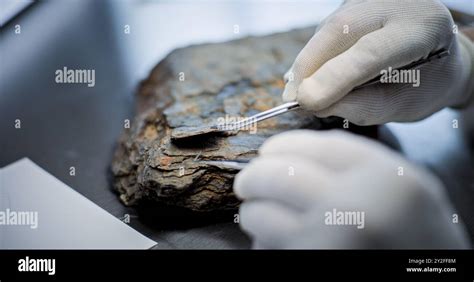 Close Up Of Archaeologist In Gloves Cleaning Fossil Using Professional