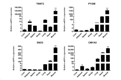 Quantitative Real Time Pcr Validation Of Differential Gene