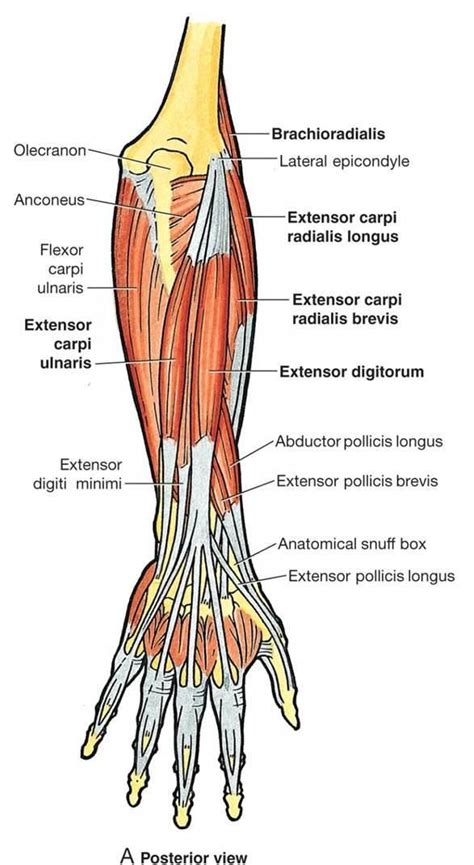 In Human Anatomy The Extensor Indicis Proprius Is A Narrow