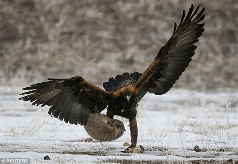 Eagle Attacking Fox