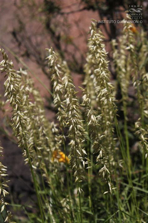 Instituto De Botánica Darwinion