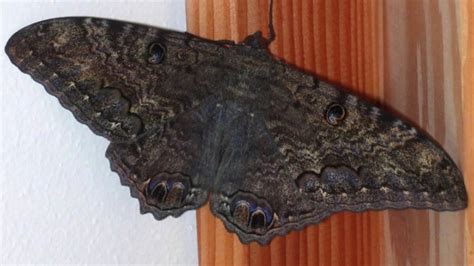 Qué simboliza una mariposa en casa Descubre su significado aquí
