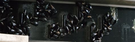 Purification Glenbeigh Shellfish