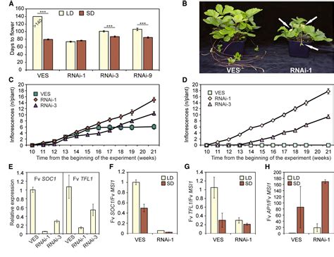 Figure From The Fragaria Vesca Homolog Of SUPPRESSOR OF OVEREXPRESSION OF CONSTANS Represses