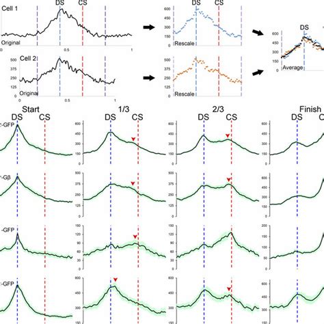 examples of reorientation and its simulation by computational model