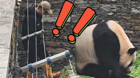 푸바오실시간 11월 27일4 긴급 점검 아까 찌찌 먹었던곳을 또 뒤지자 바로 점검하는 사육사님 Youtube